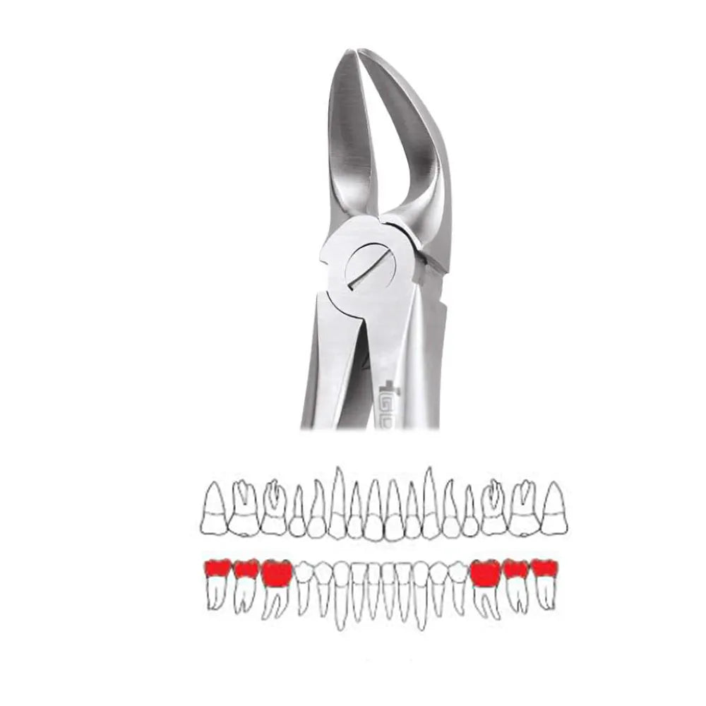 Buy GDC Extraction Forceps Separating Lower Molars - 56 Standard (FX56S ...
