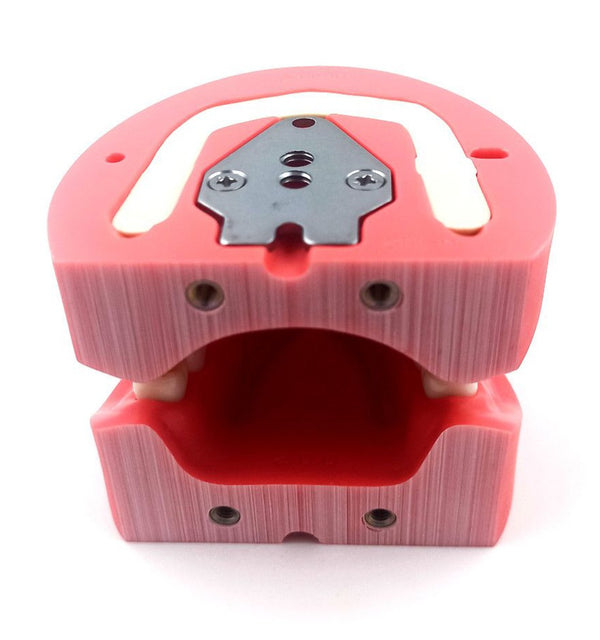 Buy Nissin Typodont Jaw Set – Oralkart