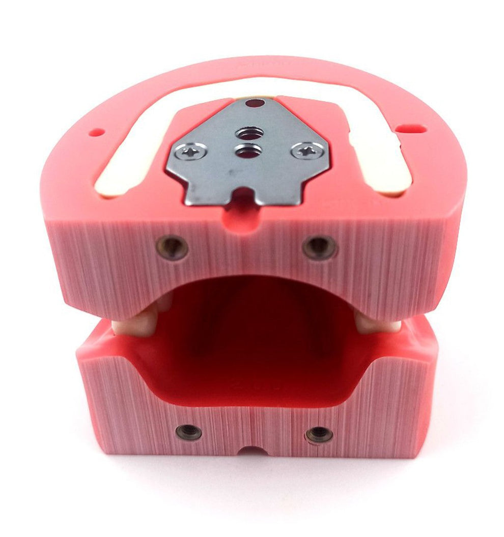 Buy Nissin Typodont Jaw Set – Oralkart